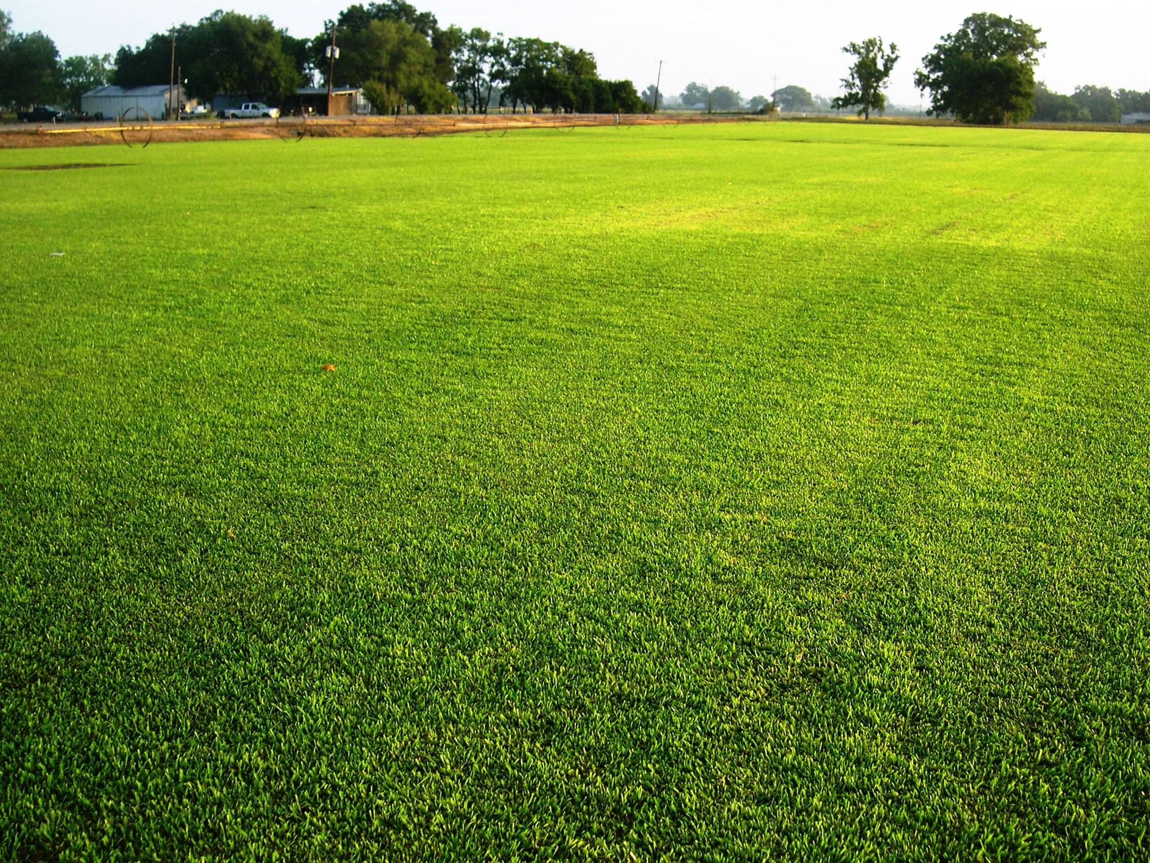 grass – New England Property Maintenance, Inc.